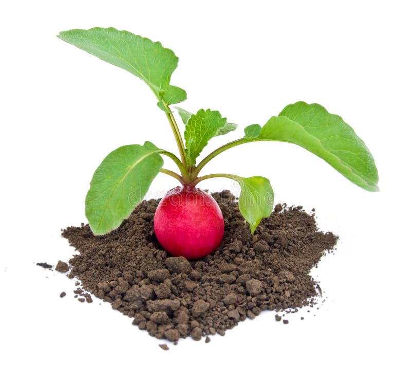 Frischer roter Rettich stockfoto. Bild von gewürze, nahrung - 39122744