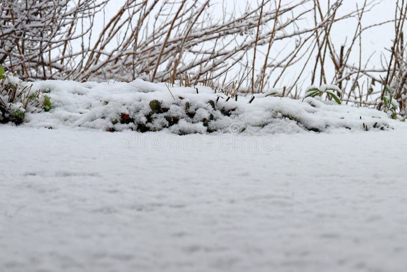 Schnee Auf Dem Boden Und Baumaste In Den Winterschneefällen Würzen ...