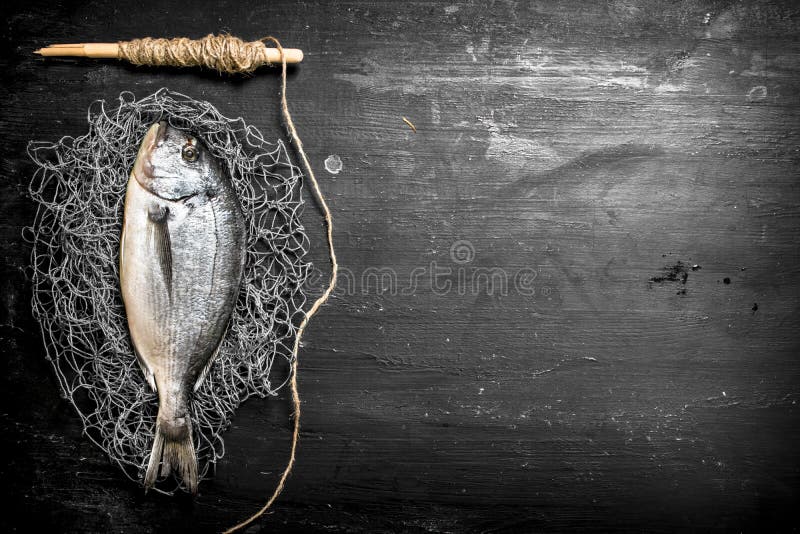 Frischer Seefisch Auf Einem Fischernetz Stockfoto - Bild von tabelle ...