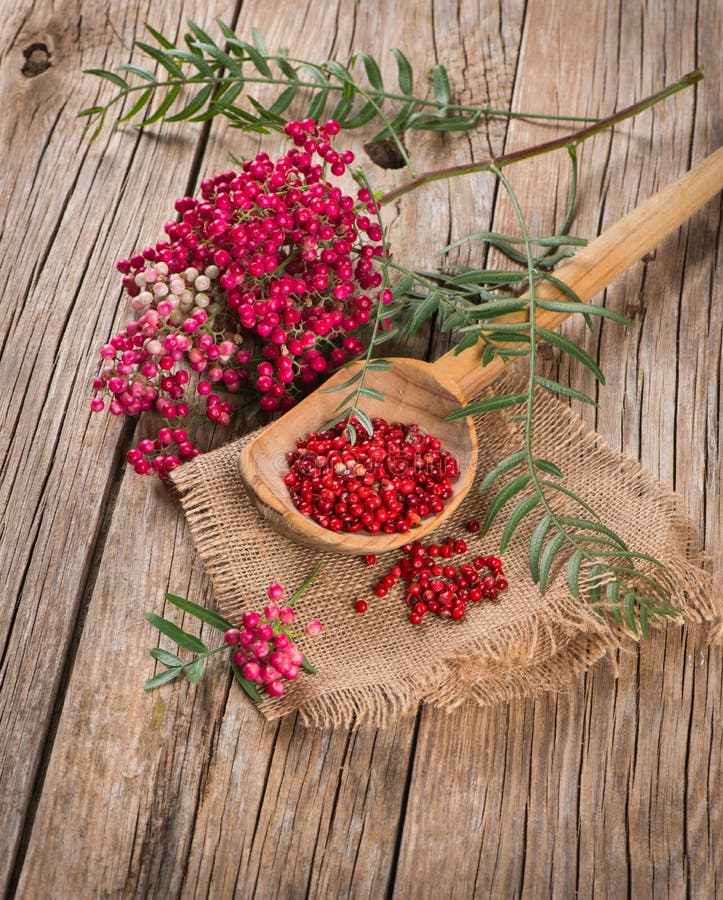 Schinus Terebinthifolius, Brasilianischer Pfeffer, Aroeira ...