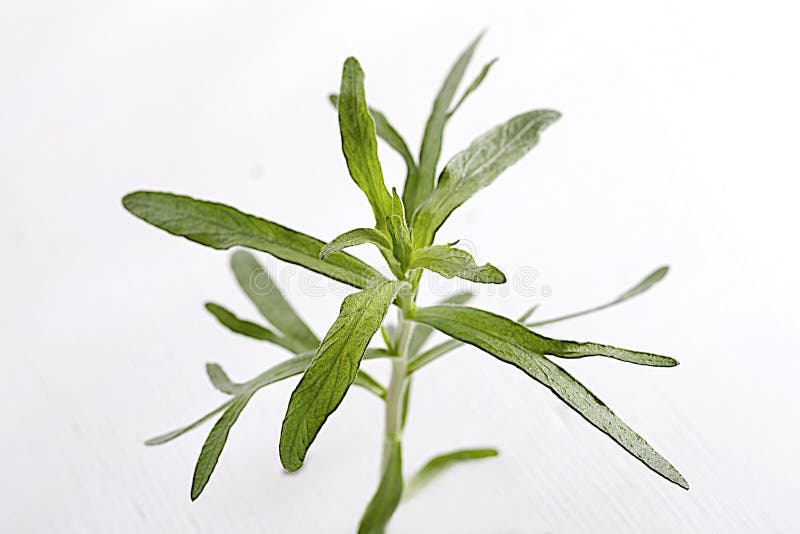 Estragon stockfoto. Bild von nahaufnahme, gesund, nave - 38667356