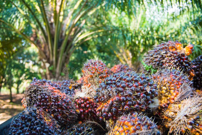 Frische Palmölfrucht Vom LKW. Stockfoto - Bild von kochen ...