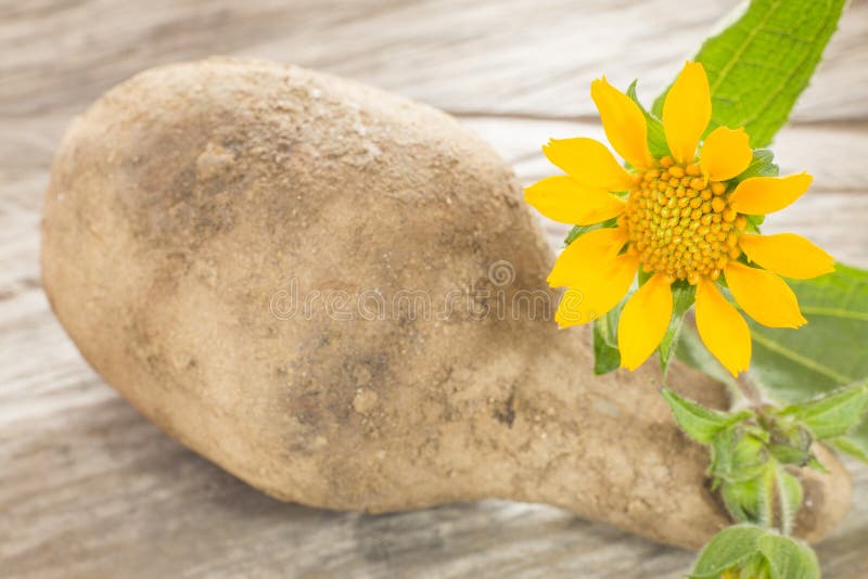 Frisches Yacon Wurzelt (smallanthus Sonchifolius) Stockfoto - Bild von ...