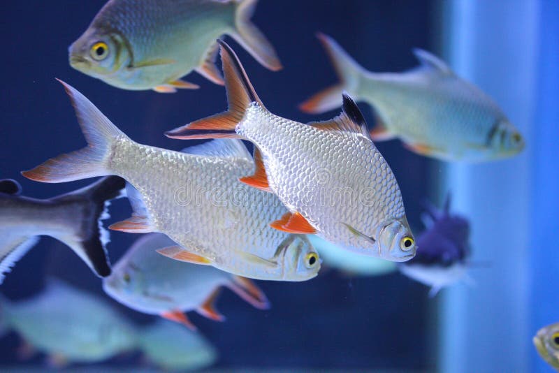 Giraffenwels im Aquarium stockbild. Bild von afrikanisch - 84876739 Giraffenwels im Aquarium stockbild. Bild von afrikanisch - 84876739