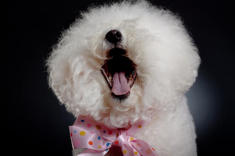Frise di risata del bichon fotografia stock. Immagine di cane - 17967016