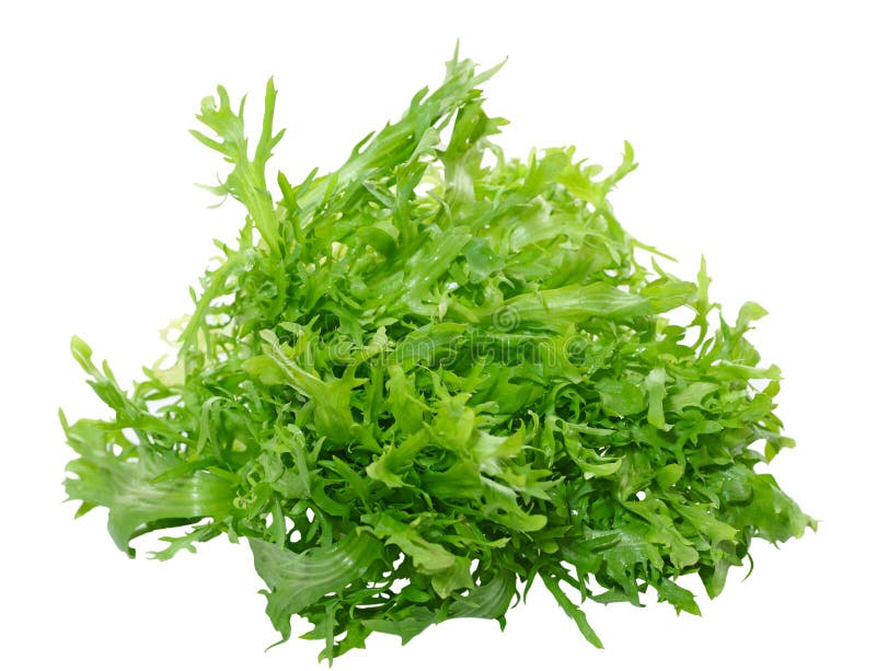 Frisee stock image. Image of french, field, chicoree - 39174203