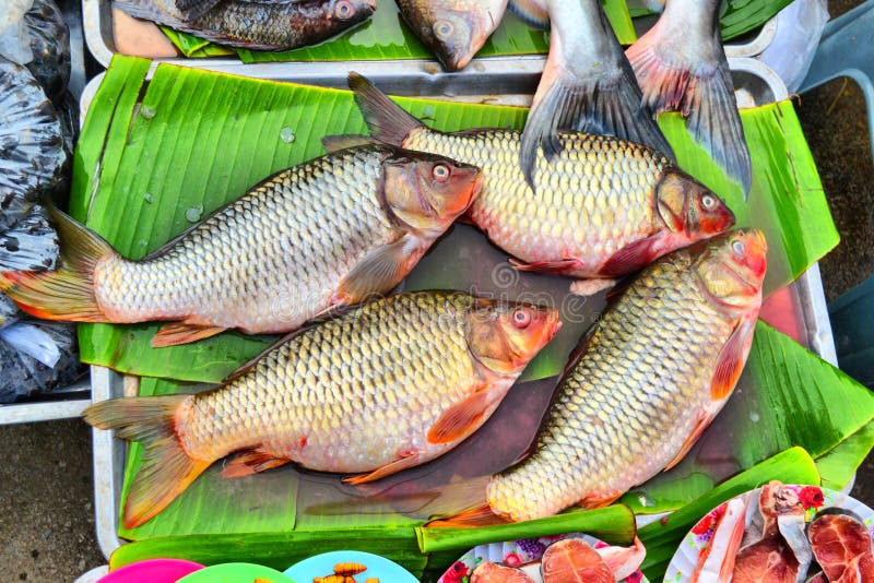 Frish foto de archivo. Imagen de pescados, organismos - 43597542