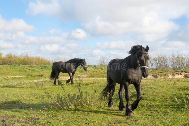 Frisian horses stock image. Image of livestock, walking - 41220945