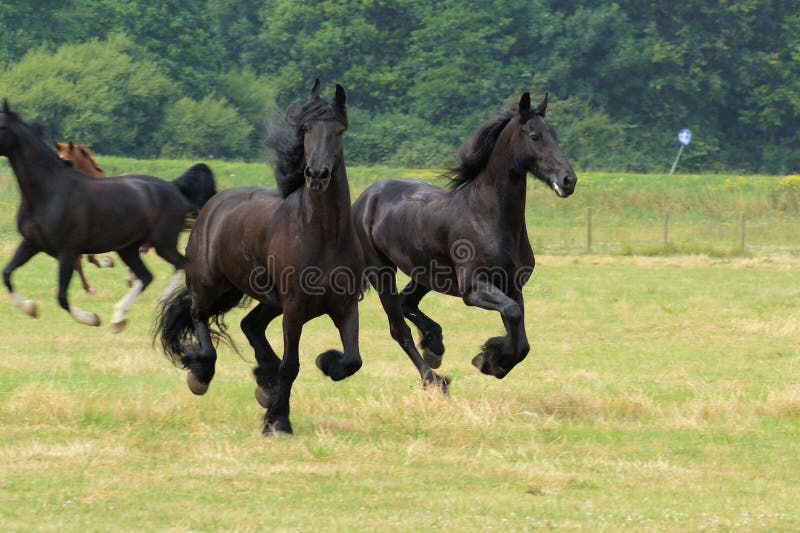 Frisians Corrientes Tan Elegantes Imagen de archivo - Imagen de negro ...