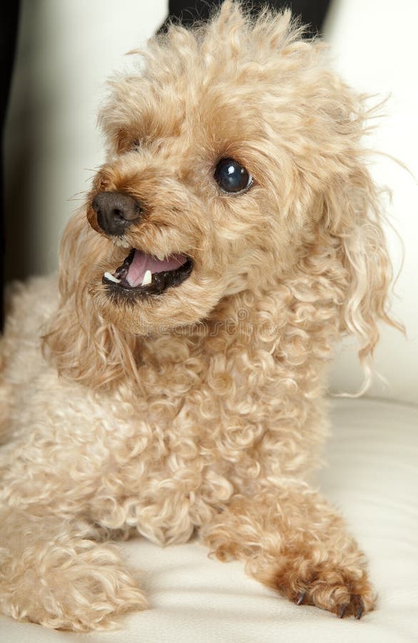 Poodle Growls Stock Photos - Free & Royalty-Free Stock Photos from ...