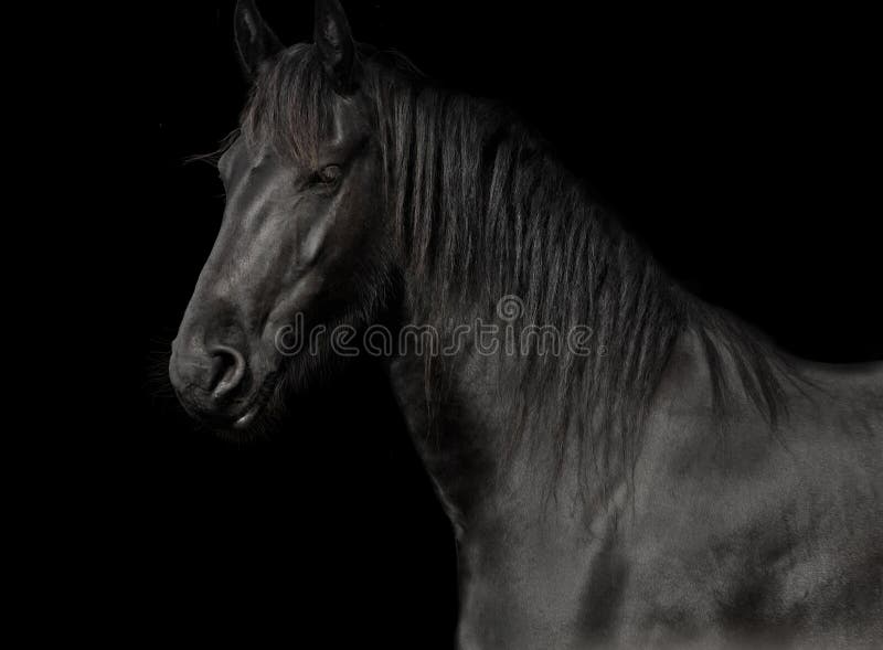 Frison dans le studio photo stock. Image du visage, studio - 47612614