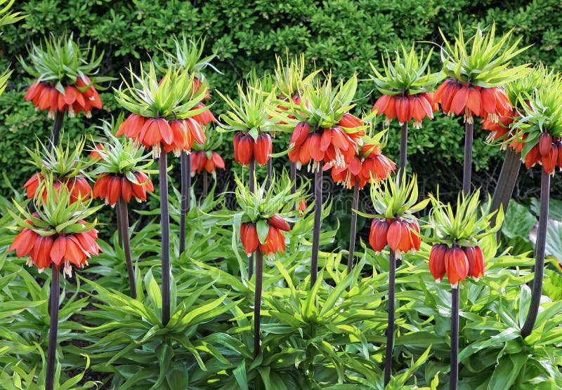 Fritillaria stock photo. Image of flower, chocolate, floral - 21154504