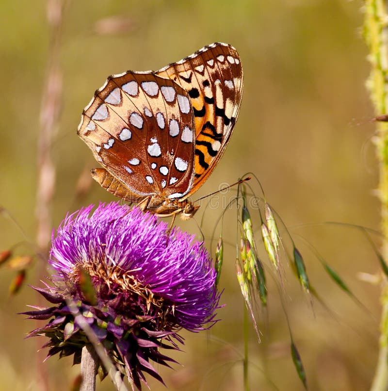 Fritillary stock image. Image of nymphalidae, nature - 25129639