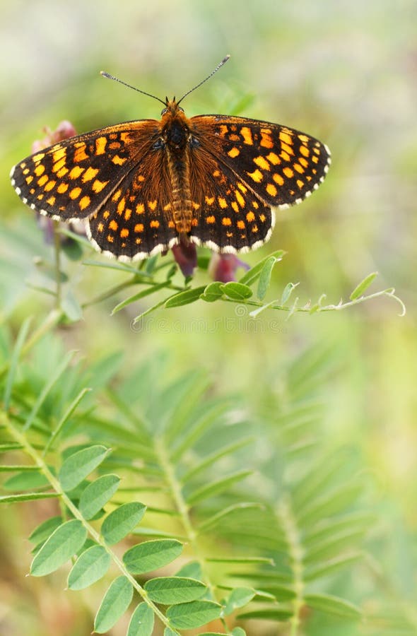 Fritillary butterfly stock photo. Image of heath, blue - 23108334