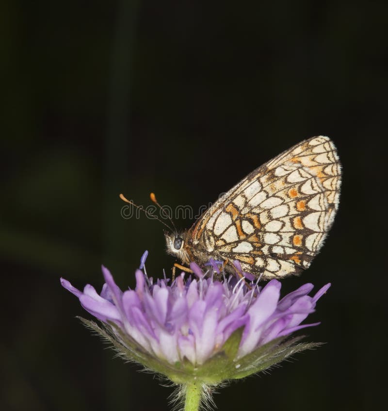 Fritillary Butterfly on Purple Flower. Stock Photo - Image of beauty ...