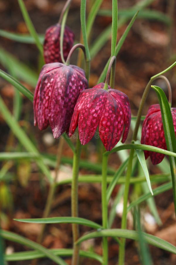Snakes Head Fritillary stock photo. Image of hardy, meleagris - 17294018