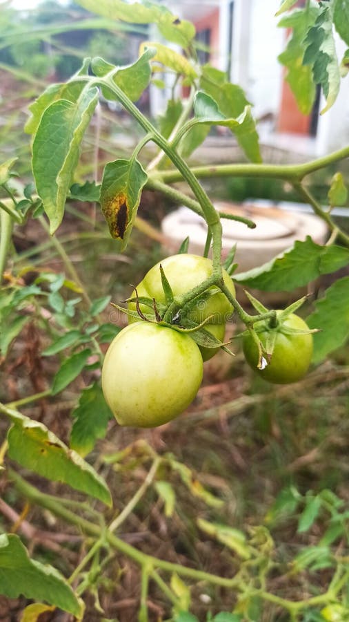 Friuts green colors stock photo. Image of garden, colors - 208591038