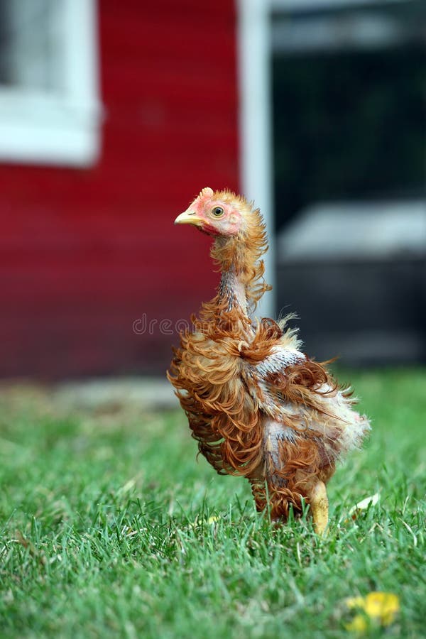 Frizzle Chick stock image. Image of flock, chicken, farm - 49846911