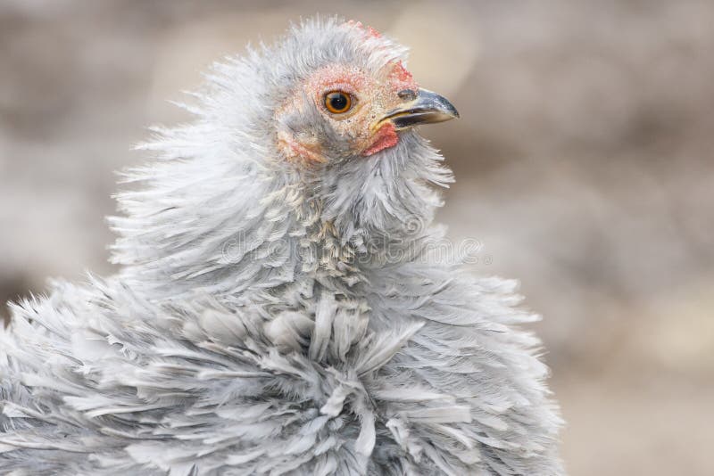 Male Frizzle Bantan Chick - Blue Stock Photo - Image of chicken, chick ...