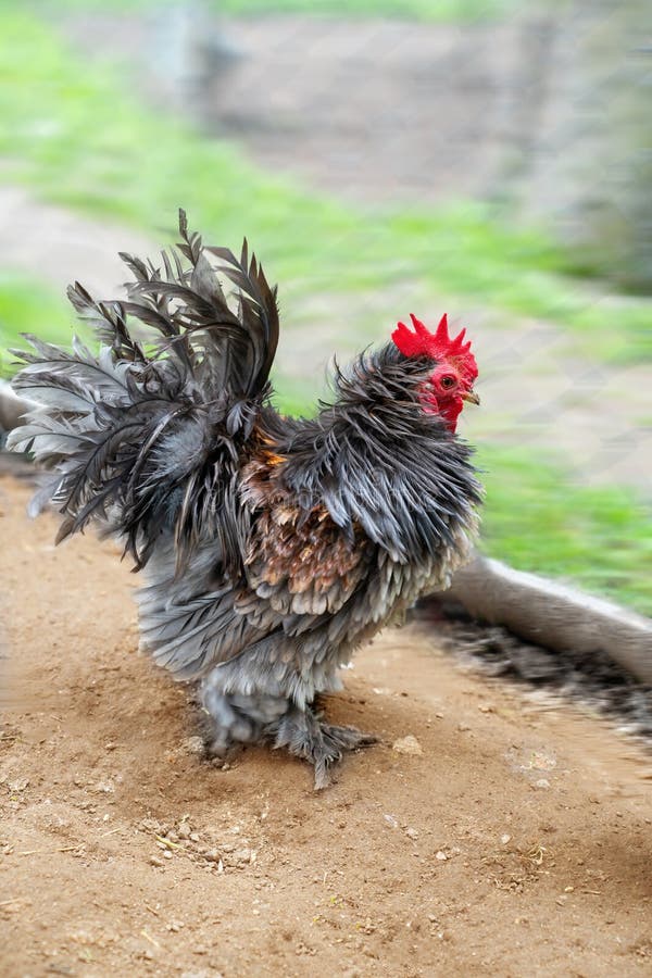 Frizzle Cockerel in a Farm Yard Stock Image - Image of food, rooster ...