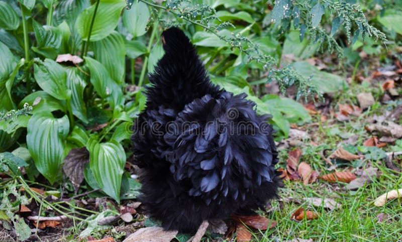 Fluffy Bottom Frizzle stock photo. Image of loves, foraging - 133329112