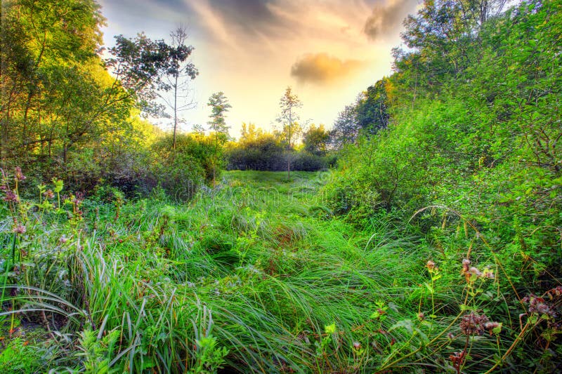 Djungelvandringsled Till Och Med Frodig Tropisk Vegetation Arkivfoto ...