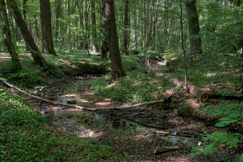 Frodig skog fotografering för bildbyråer. Bild av buske - 2501345