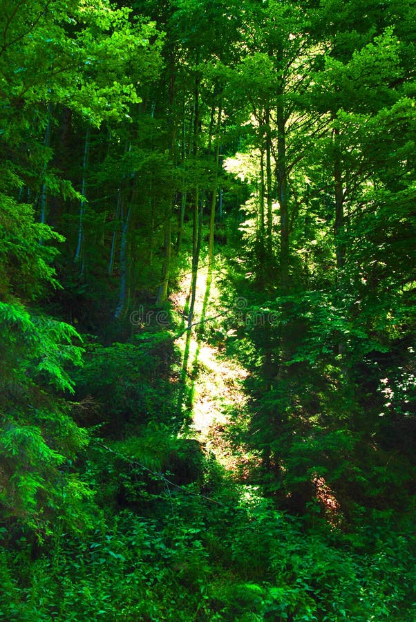 Frodig skog arkivfoto. Bild av högväxt, tjocklek, trän - 3146754