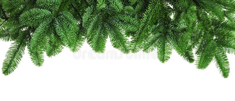 Frodigt granris på vit fotografering för bildbyråer. Bild av festlighet ...