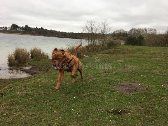 Frodo foto de archivo. Imagen de rojo, perro, animal - 91609536