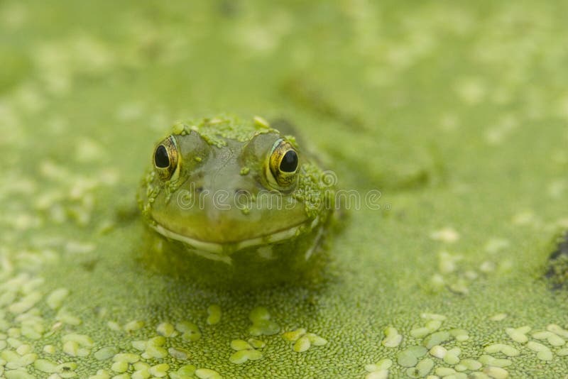 Slug eating earthworm stock photo. Image of evening, gastropod - 9422082