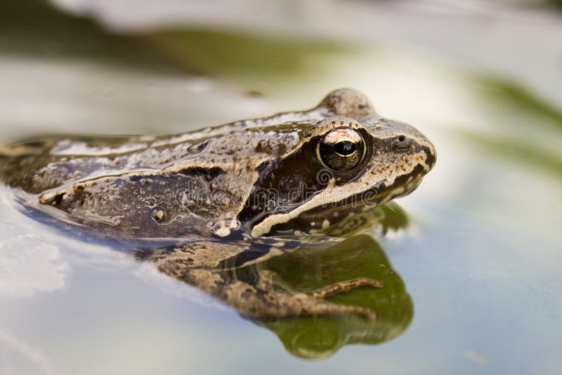 Frog stock photo. Image of amphibian, snout, crawler - 11570340