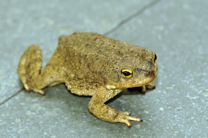 Flathead grey mullet stock photo. Image of nature, animal - 55330020