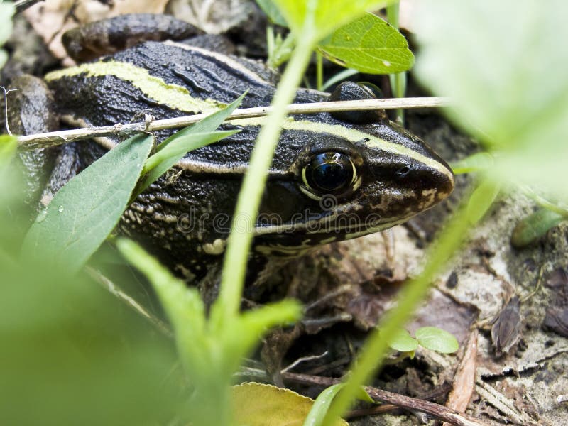 Frog stock photo. Image of happiness, animal, summer - 12680650