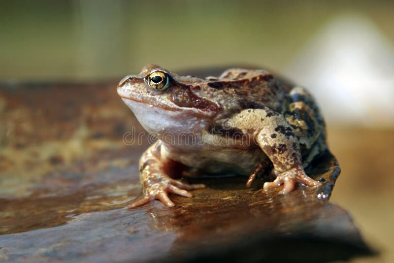 Frog stock photo. Image of frog, beige, fingers, brown - 12714876