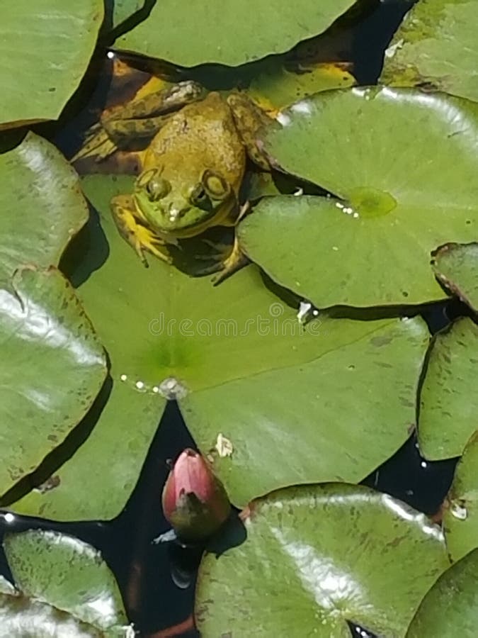 Frog stock photo. Image of shinny, lilypad, wild, frog - 128081778