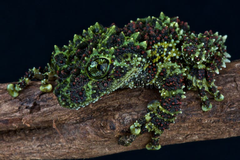 19,925 Frog Species Taiga Stock Photos - Free & Royalty-Free Stock ...