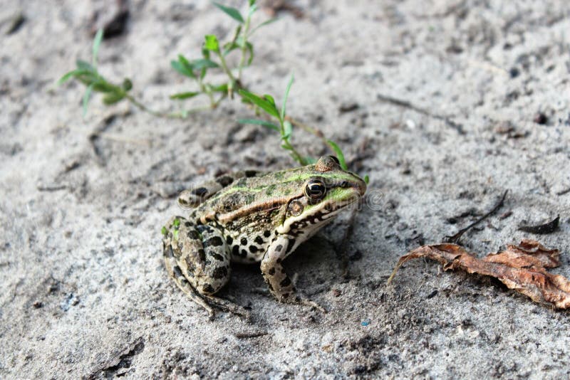 Frog on sand stock image. Image of toad, frog, wild - 135940561
