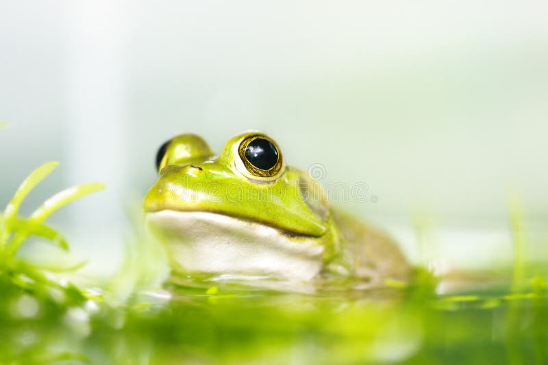 Frog in the rain stock image. Image of pouring, closeup - 11691797