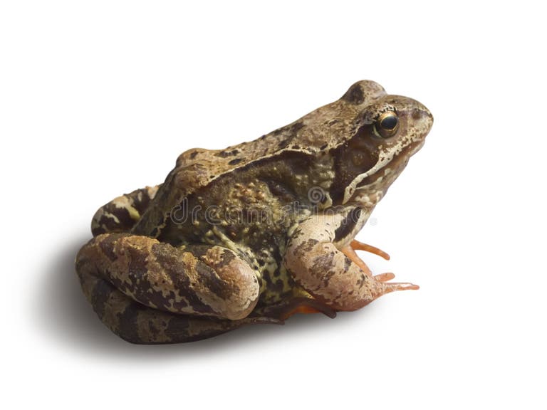 486 Webbed Feet Frog Stock Photos - Free & Royalty-Free Stock Photos ...