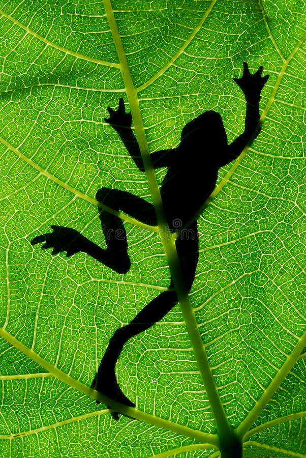 Frog shadow stock image. Image of darling, eyeball, prince - 15463163