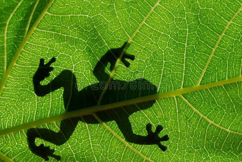 Frog Shadow stock photo. Image of animal, webfoot, tree - 14422348