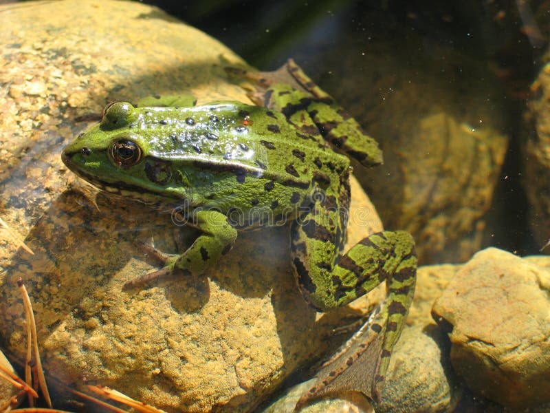 Croaking green tree frog stock image. Image of animal - 4161711