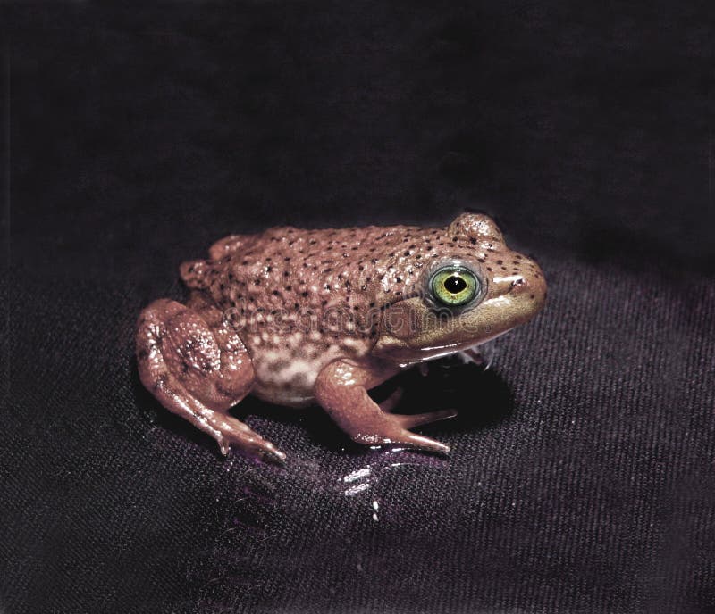 Leaping Frog stock illustration. Illustration of humor - 316340