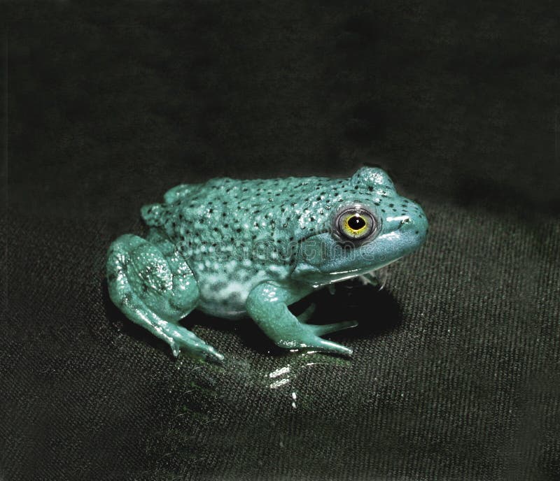 Frog Picture. Image: 159327