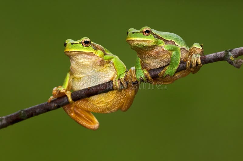 Froggies on a branch stock photo. Image of tree, webfoot - 29071918