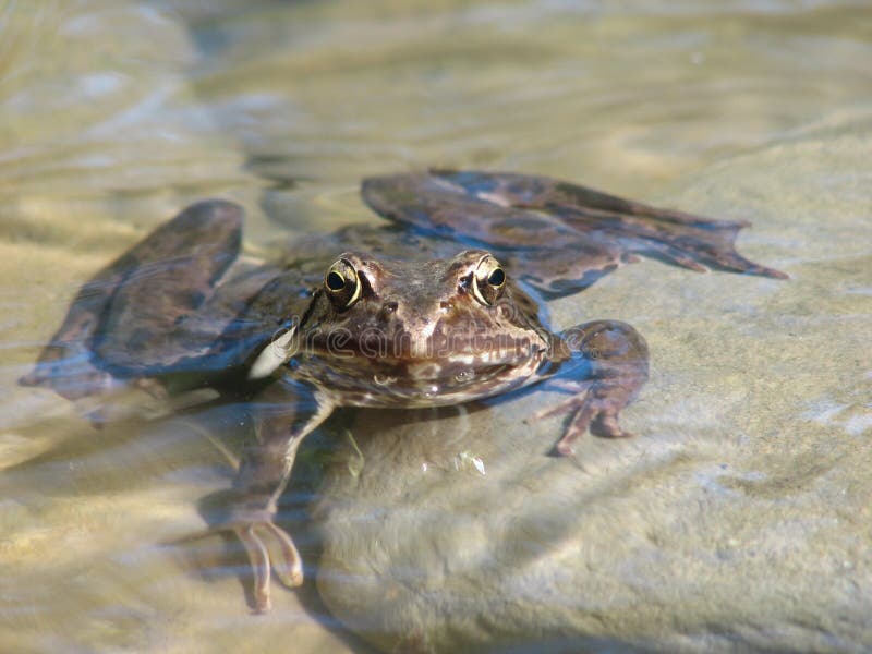 Frog stock image. Image of water, preservation, frog, mountain - 1738457