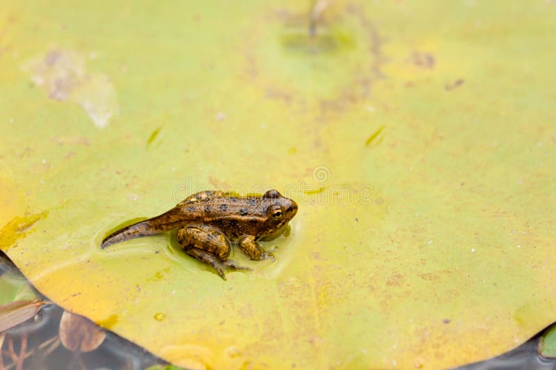 Frog Eggs Hatching Process 3 Stock Image - Image of indoors, amphibian ...