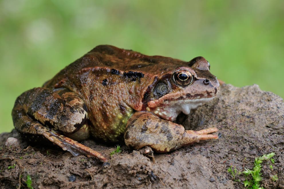 Frog stock image. Image of frog, belly, creature, arthropod - 17907069