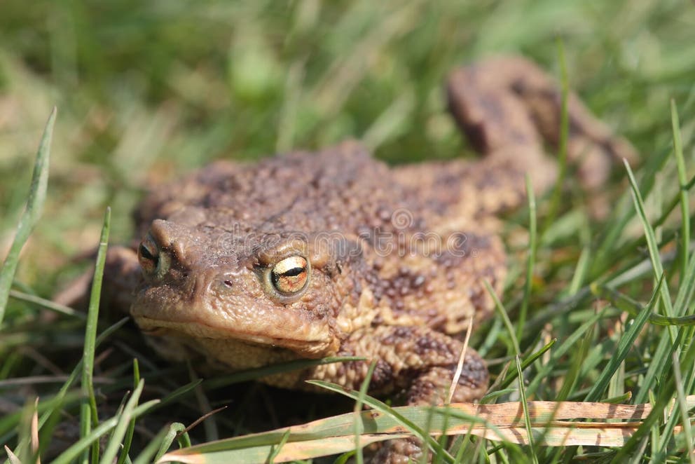 Frog stock photo. Image of closeup, brown, wort, nature - 18564044